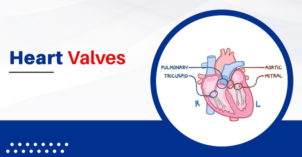 Heart Valves - healingvalves